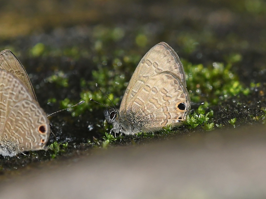 Common Line Blue from Huai Sat Yai, Hua Hin District, Prachuap Khiri ...