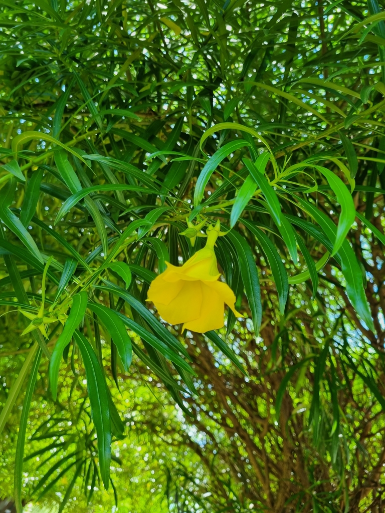 Be-still tree from Maruleng, South Africa on December 30, 2023 at 03:38 ...