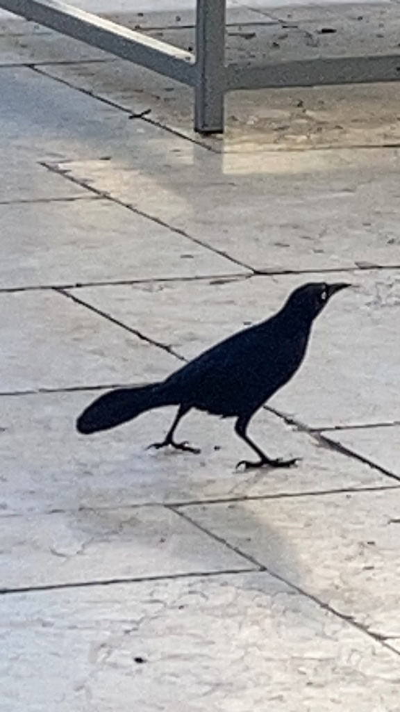 Greater Antillean Grackle from Puerto Rico, Carolina, Puerto Rico, US ...