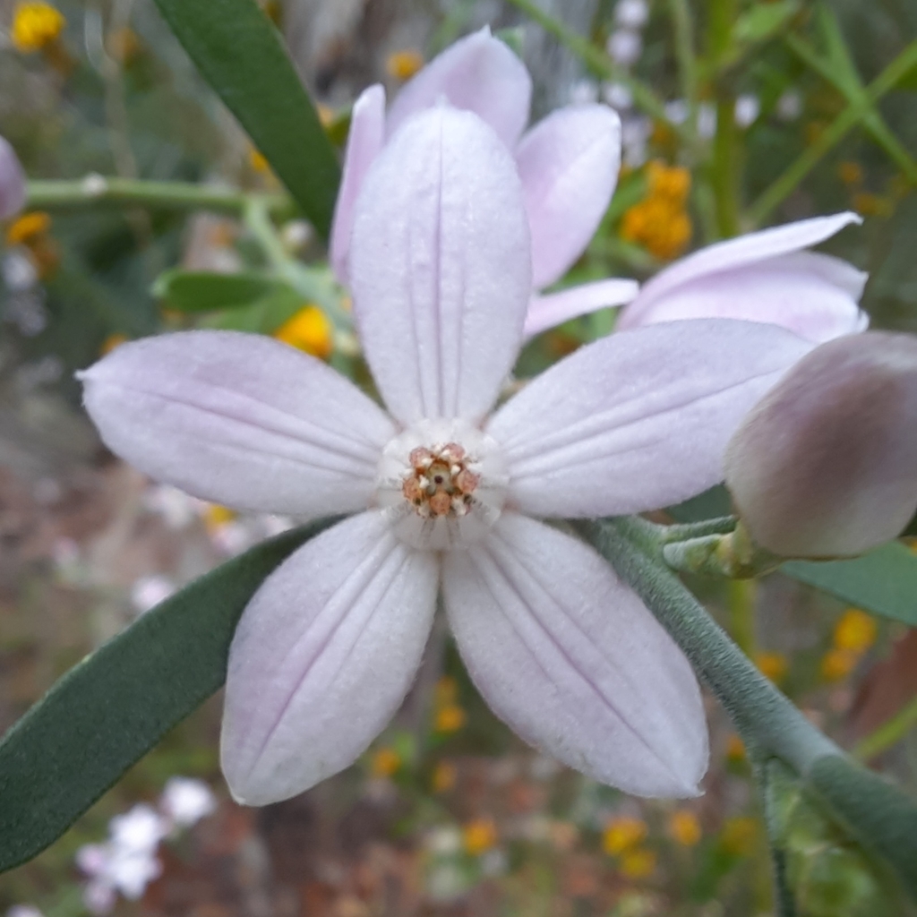 pink wax flower in August 2022 by Jason Kimberley · iNaturalist