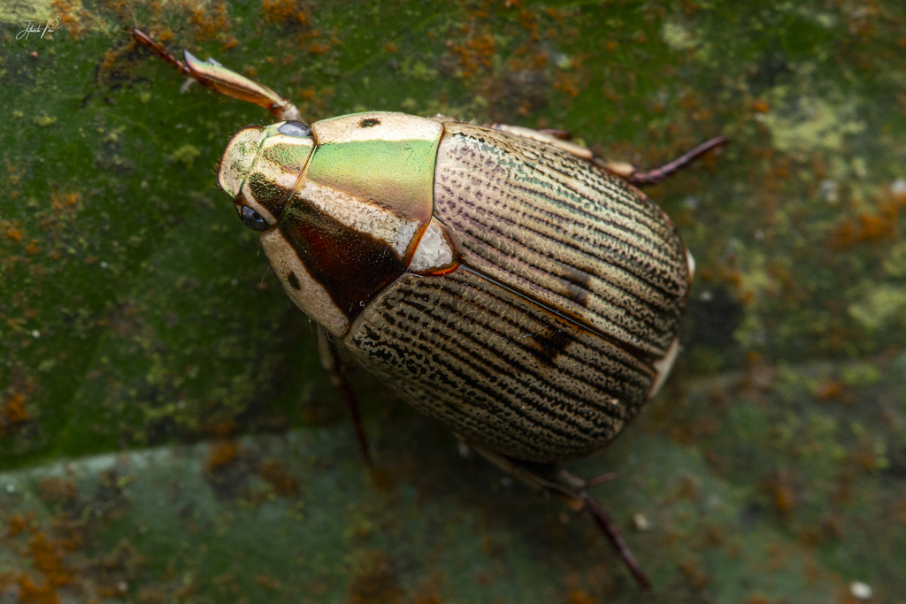 Anomalini from Mala village, 300m from Sri Kalakama Parashurama Temple ...