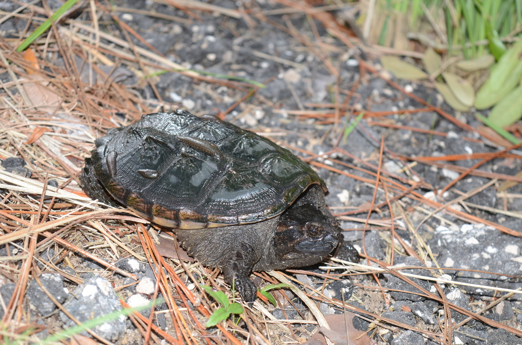 Common Snapping Turtle from Wakulla County, FL, USA on December 27 ...