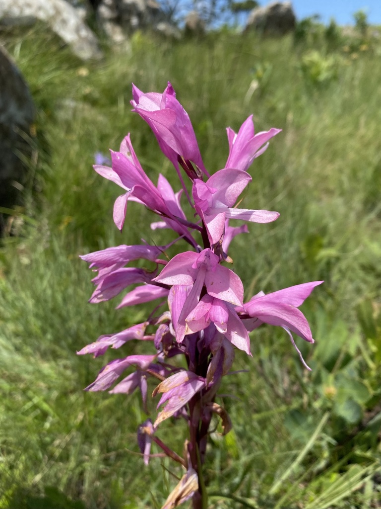 Pretty Disa in December 2023 by Carel Fourie · iNaturalist