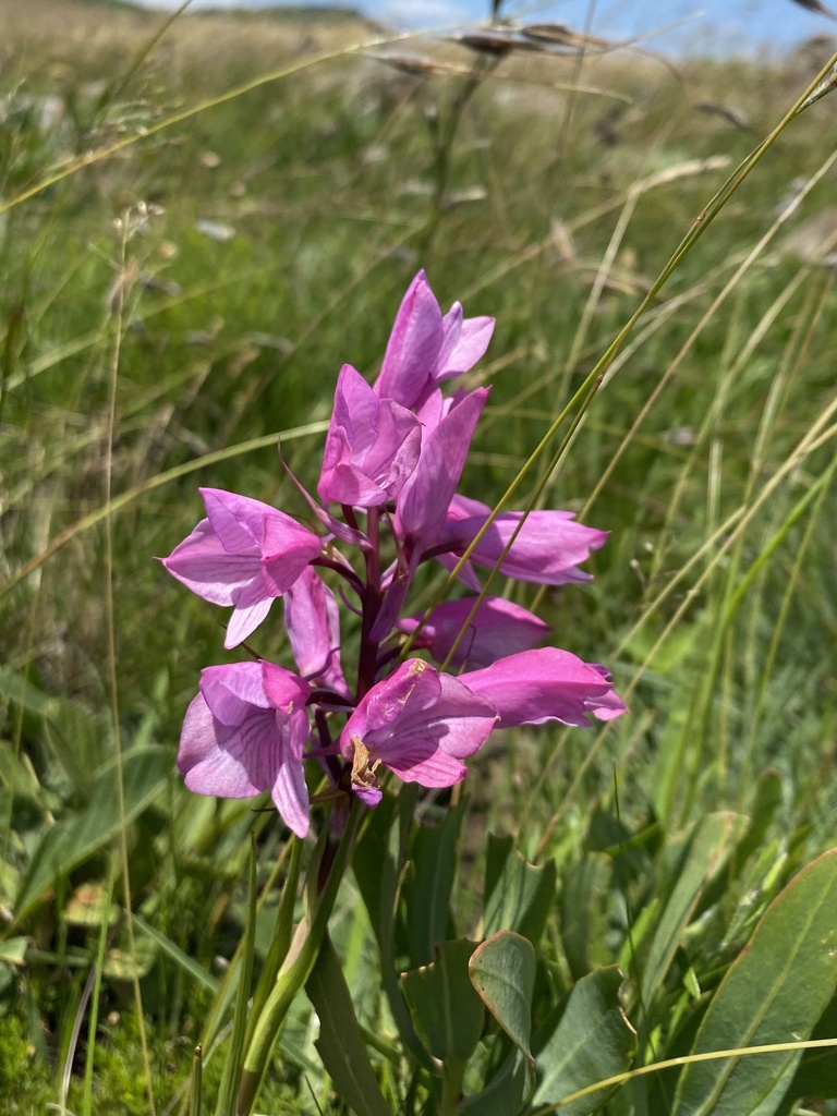 Pretty Disa in December 2023 by Carel Fourie · iNaturalist