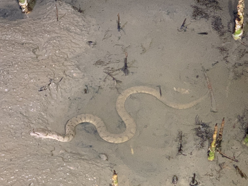 Southeast Asian Bockadam in December 2023 by Marcus Lucassen and Rikke ...