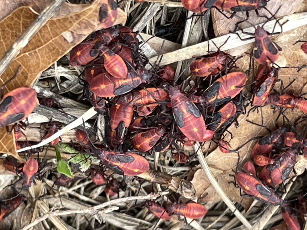 Eastern Boxelder Bug from Lassiter Pl, Raleigh, NC, US on December 30 ...