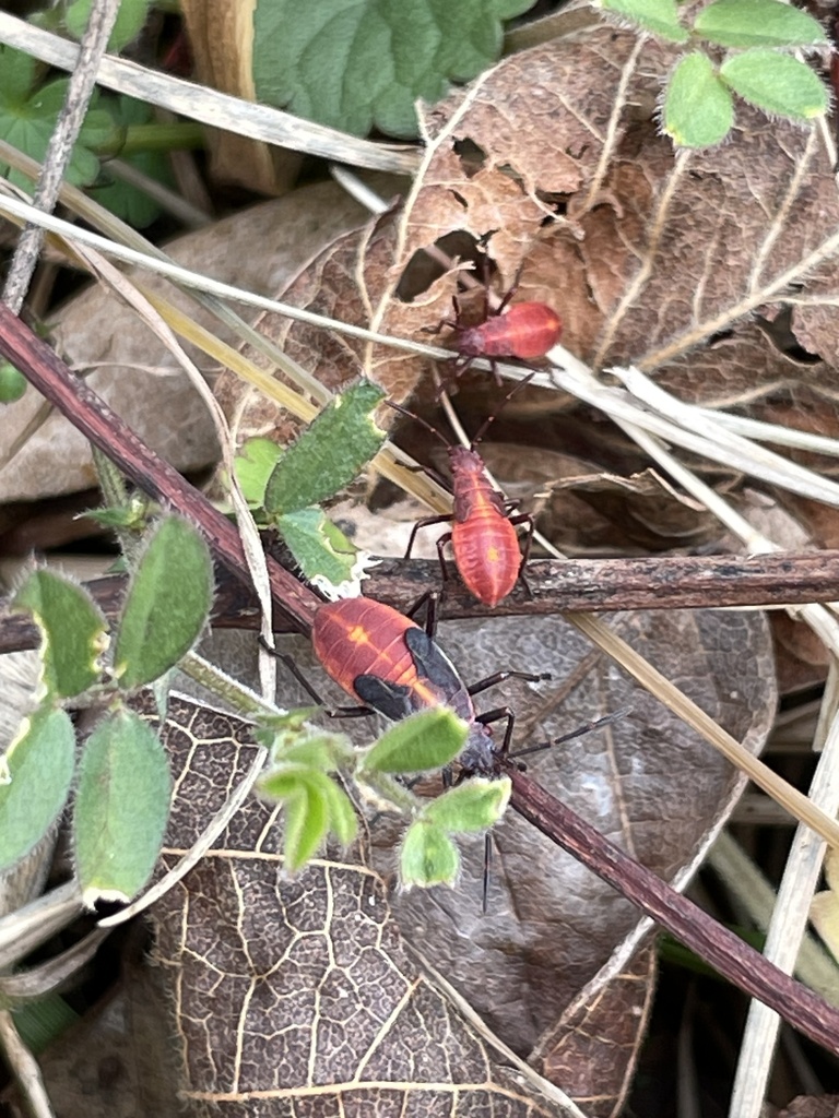 Eastern Boxelder Bug from Lassiter Pl, Raleigh, NC, US on December 30 ...