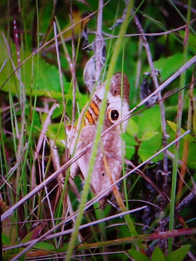 Northern Tropical Buckeye from Everglades National Park, Monroe County ...