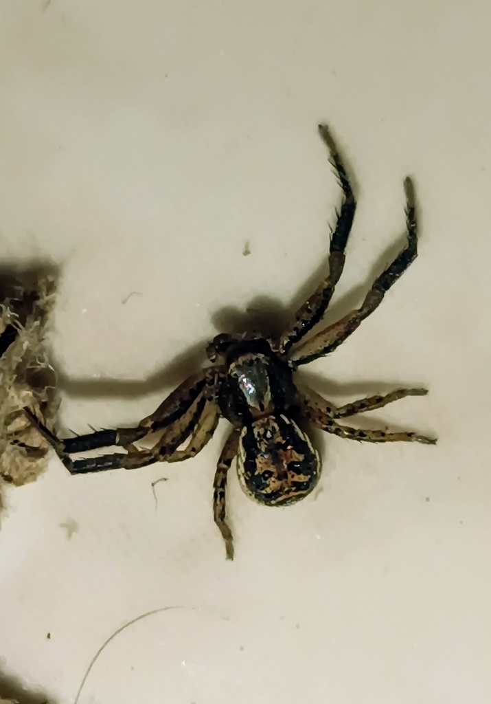 Multicolored Bark Crab Spider from 42771 Hgo., México on December 29 ...
