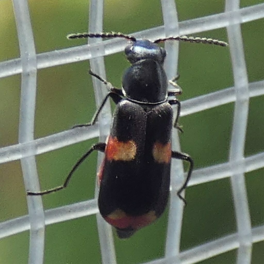 Anthocomus fasciatus from 34587 Felsberg-Melgershausen, Deutschland on ...