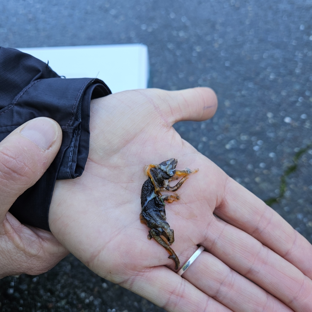 Pacific Newts from Marin County, US-CA, US on December 30, 2023 at 09: ...