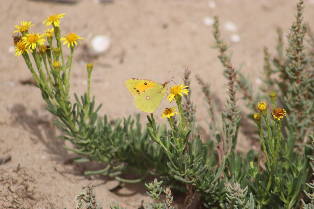 Clouded Yellow from Boukana, Beni Ensar I Aït Nsar, Marruecos on ...