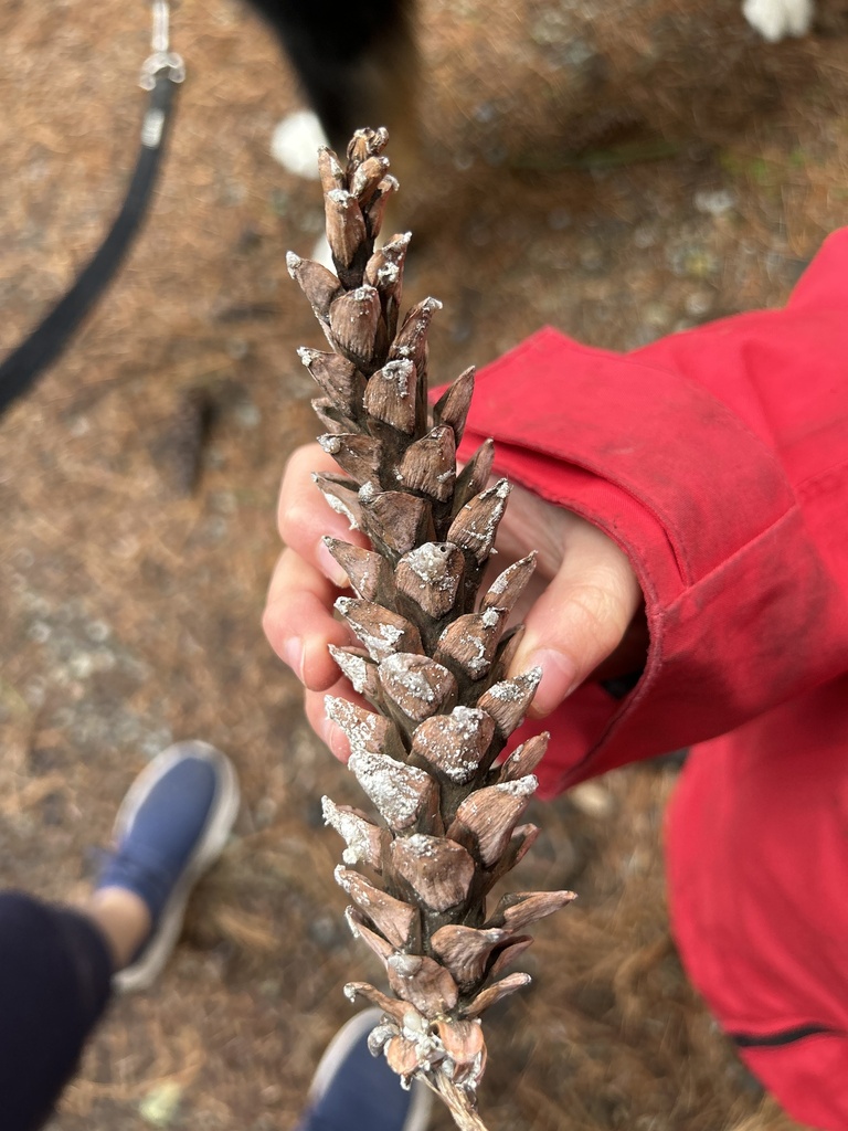 western white pine from Mary Hill Rd, Port Coquitlam, BC, CA on ...