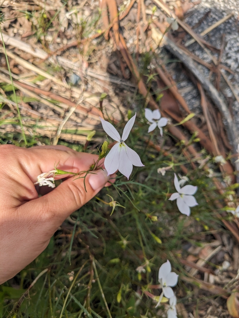 Lithotoma from Carrolls Creek NSW 2372, Australia on December 30, 2023 ...
