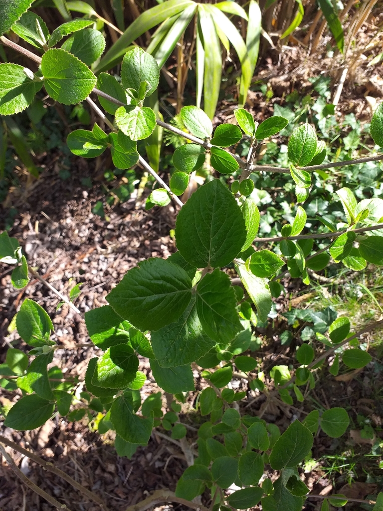 Wayfaring-tree from 5 Rue de la Lande du Breil, 35000 Rennes, France on ...
