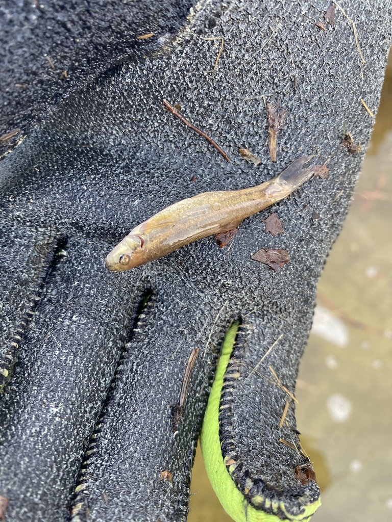 Speckled Dace from Idaho County, ID, USA on May 3, 2023 at 05:34 PM by ...