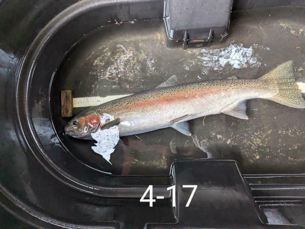 Columbia River Redband Trout from Idaho County, ID, USA on April 17 ...