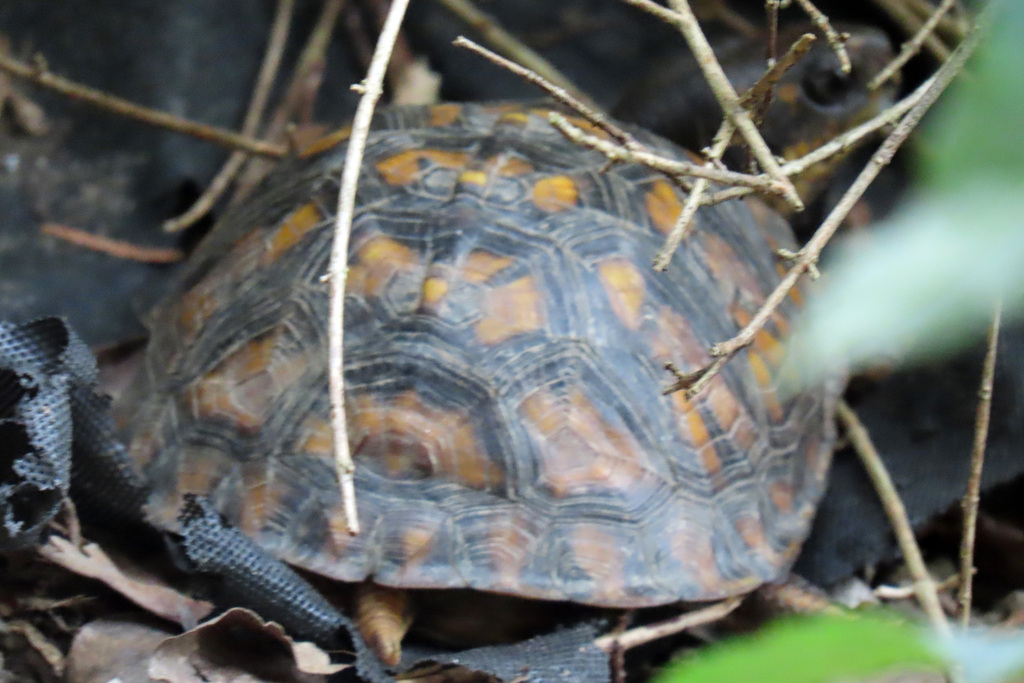 Common Box Turtle in May 2023 by jlculler · iNaturalist