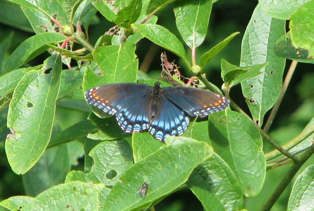 Red-spotted Purple from Howard County, MD, USA on September 16, 2012 at ...