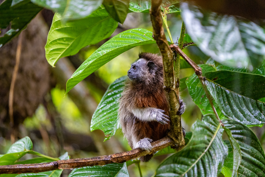 Silvery-brown Tamarin in January 2023 by Scott Walmsley · iNaturalist