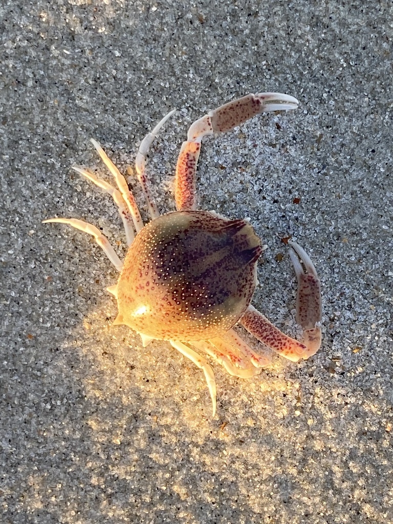 Speckled Purse Crab from Pawleys Island, SC, US on December 30, 2023 at ...