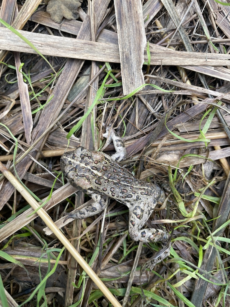 Western Toad from Stevenson Ranch, CA, US on December 30, 2023 at 01:40 ...
