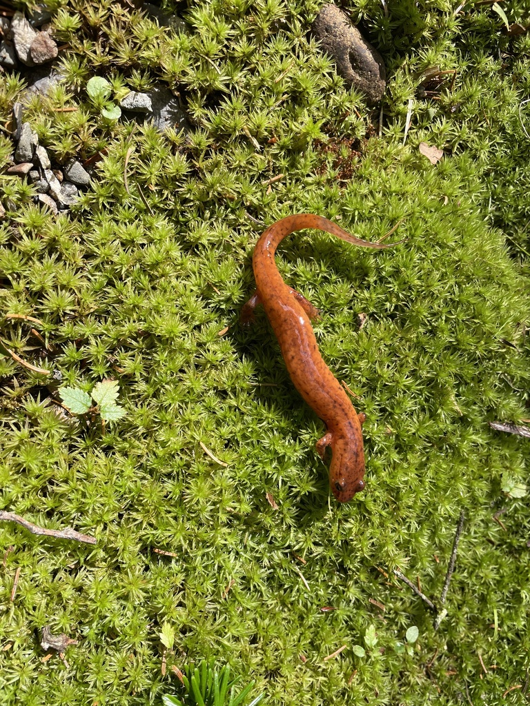 Spring Salamander from Caratunk, ME, US on September 17, 2023 at 03:12 ...