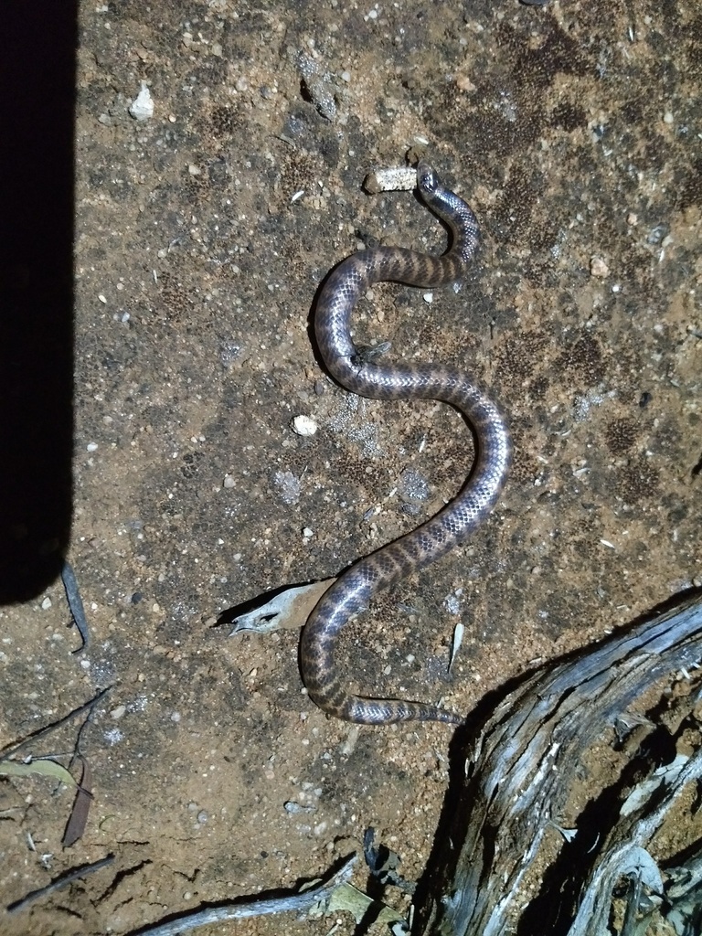 Half-girdled Snake from Middleback Range SA 5611, Australia on November ...