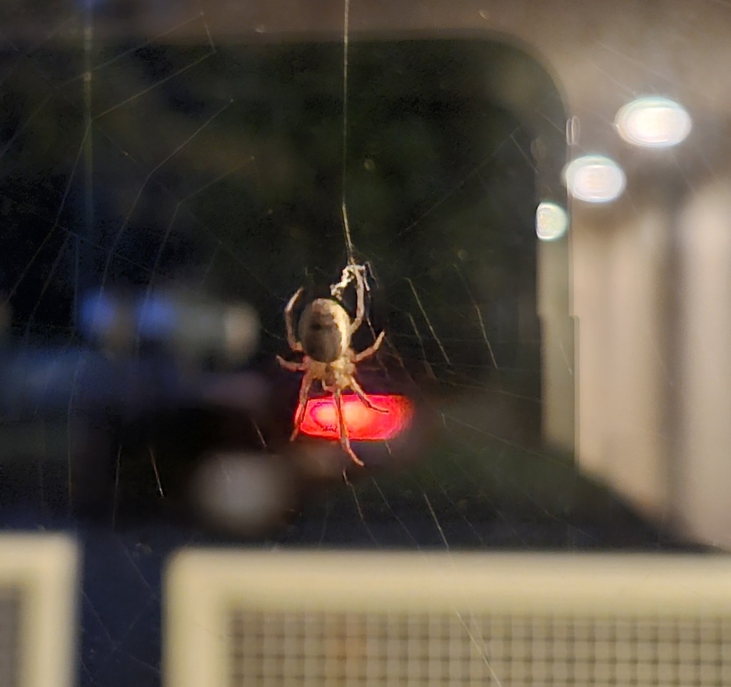 Missing-sector Orbweb Spiders from Southeast Portland, Portland, OR ...