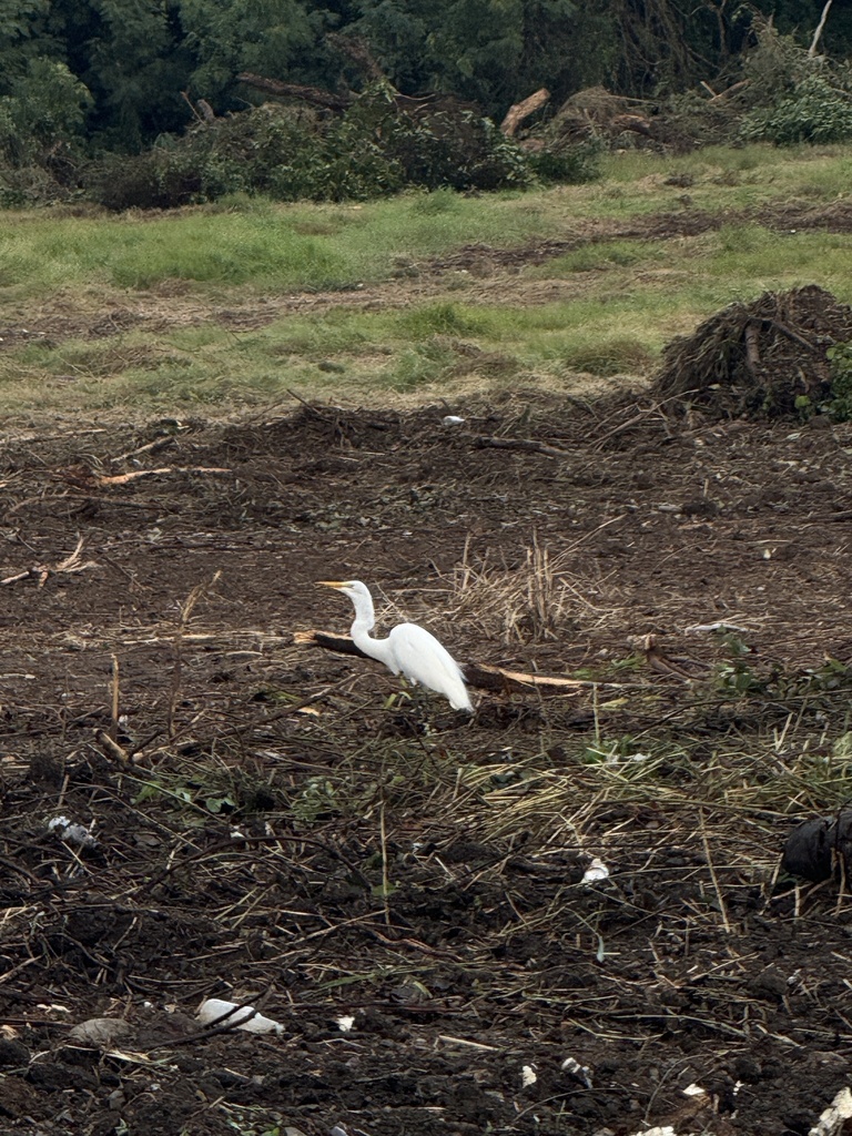 Great Egret from Puerto Rico, Luquillo, Puerto Rico, US on December 30 ...
