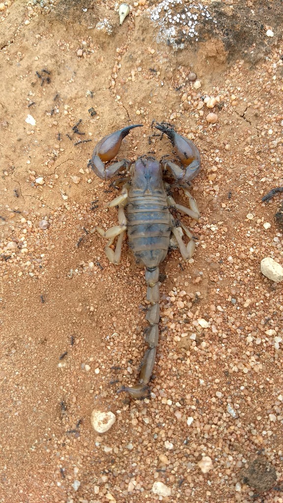 Urodacus from Secret Rocks SA 5611, Australia on October 28, 2017 at 10 ...