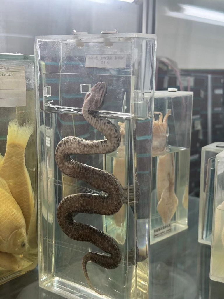 Short-tailed Mamushi from 中央民族大学, 北京市, CN on December 31, 2023 at 09:43 ...