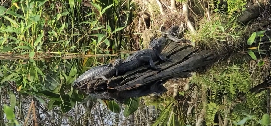 American Alligator from CREW Bird Rookery Swamp Trails on December 30 ...
