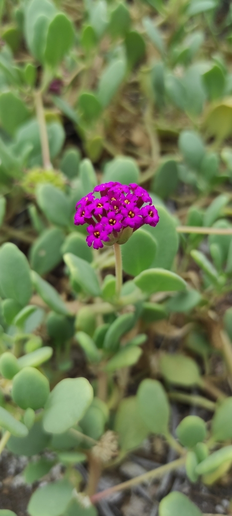 red sand-verbena from 23894 B.C.S., México on November 17, 2023 at 08: ...