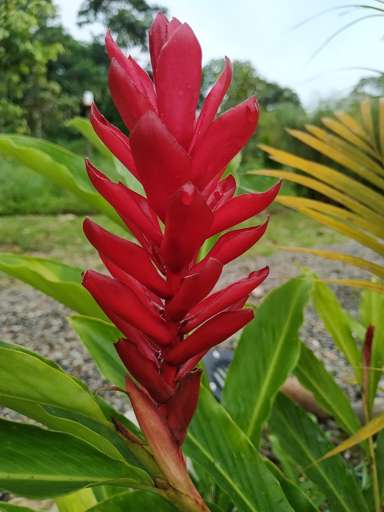 Red Ginger from Unnamed Road, Ecuador on April 08, 2019 at 08:48 AM by ...
