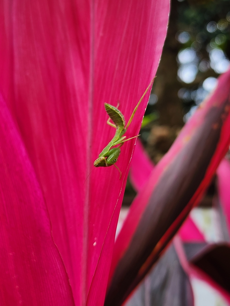 Giant Asian Mantis from Hualien, TW-TA, TW on December 31, 2023 at 11: ...