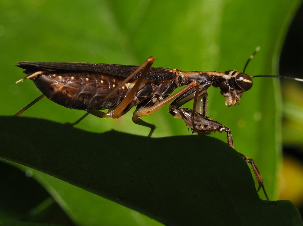 Spilomantis occipitalis from Lo Wai, Hong Kong on September 30, 2023 at ...