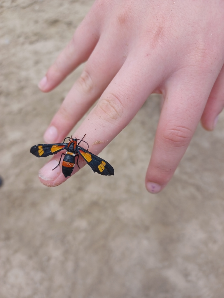 Tiger Moths and Allies from Great Kei Local Municipality, South Africa ...