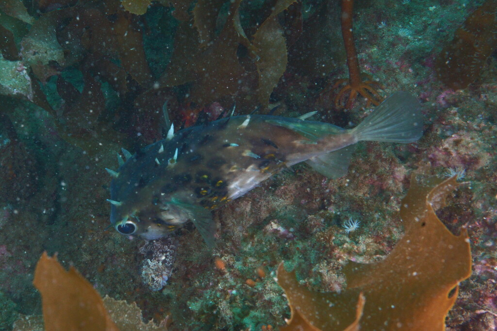 Deepwater Burrfish from Waikato, New Zealand on December 30, 2023 at 11 ...