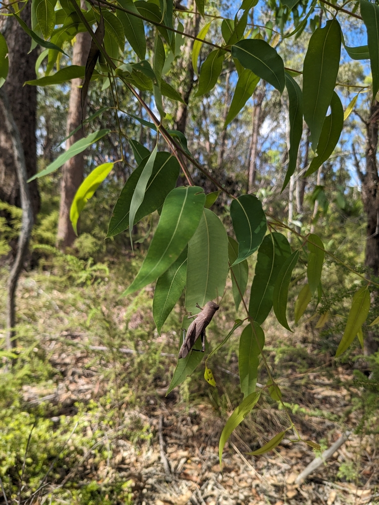Catantopini from Glyn Davis Building, Nathan QLD 4111, Australia on ...
