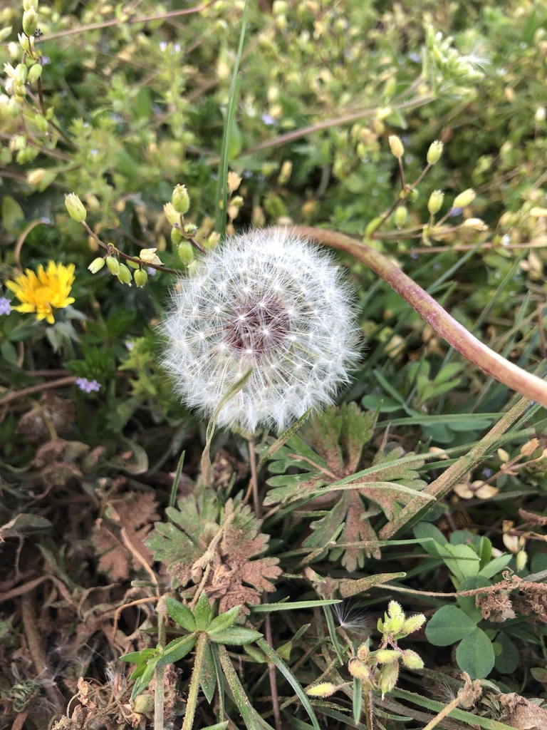 red-seeded dandelion from The University Of Alabama In Huntsville ...