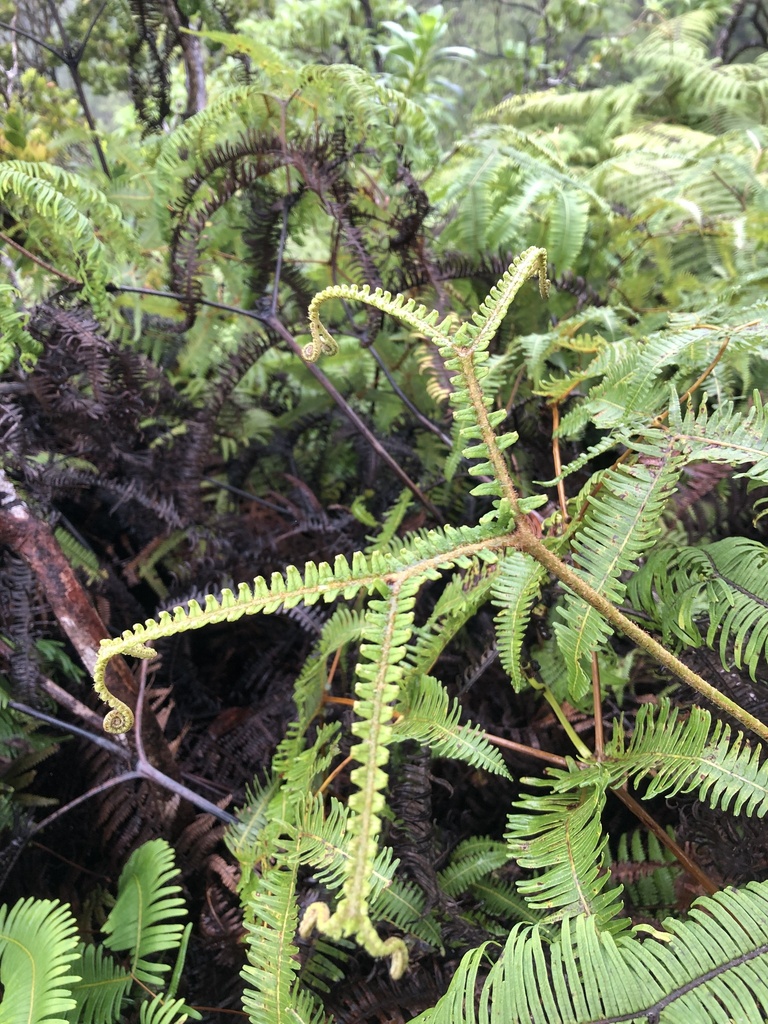 uluhe in December 2023 by Adrian Burke · iNaturalist