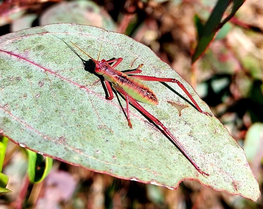 Torbia from Greenvale VIC 3059, Australia on December 31, 2023 at 03:32 ...
