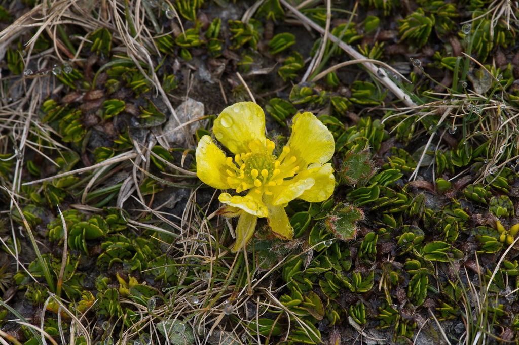 Ranunculus pachyrrhizus from Old Man Range, New Zealand on December 18 ...