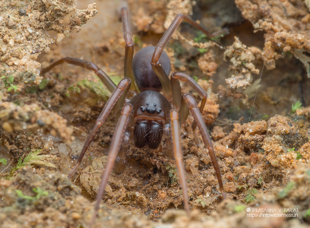 Spiny-legged Sac Spiders from Mala village, 300m from Sri Kalakama ...