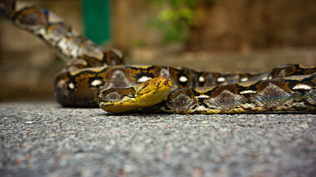 Reticulated Python in November 2023 by T.R. Stewart · iNaturalist