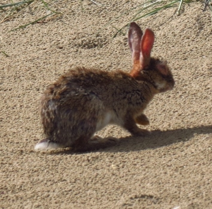 Wild European rabbit from 14710 Bernesq, Francia on August 11, 2014 by ...