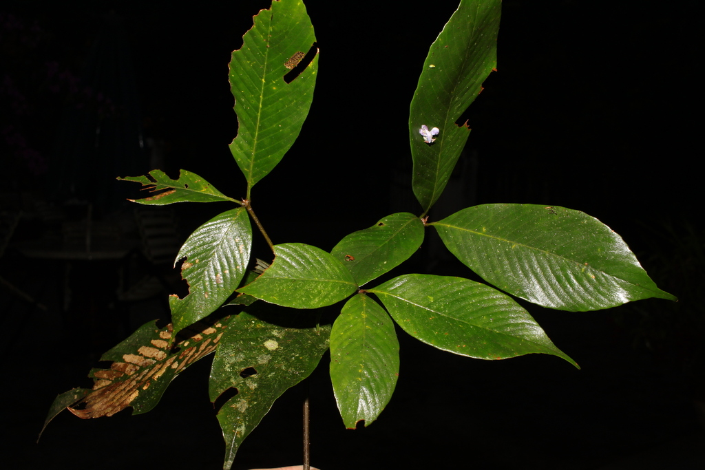 Quercus lineata in December 2023 by Bridelia. MPY680 · iNaturalist