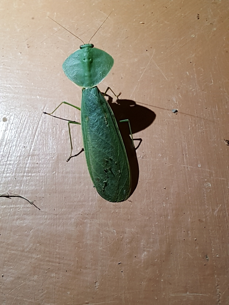 Peruvian Shield Mantis from Rivas, San José, Pérez Zeledón, Costa Rica ...