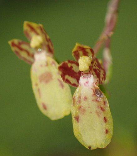 Leochilus labiatus (Leochilus labiatus)